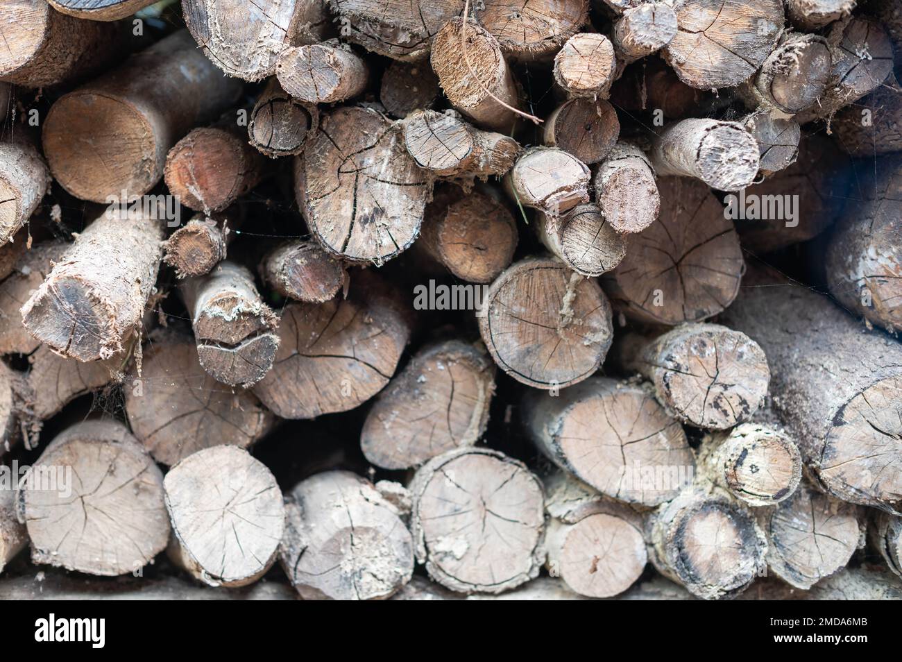 Stack of old logs. Wood material for heating prepare for burn in cold ...