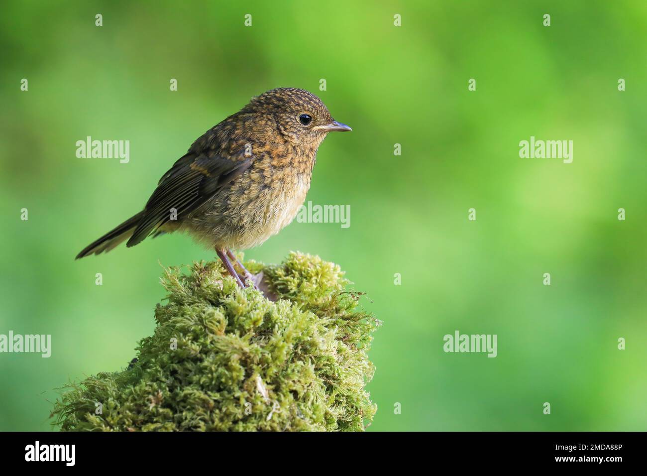 Robin fledgling hi-res stock photography and images - Alamy