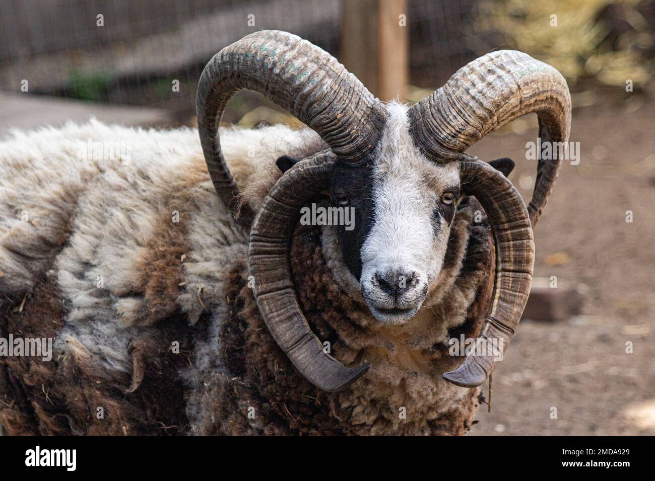 Jaxx is a four-horn Jacob ram, who lives in a hobby farm managed by ...