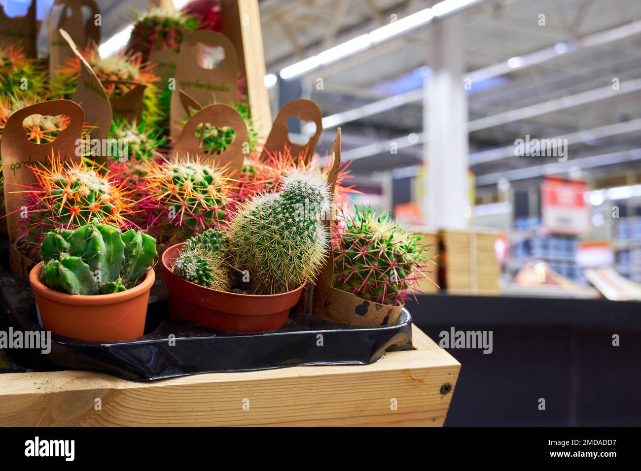 Decorative small cacti in a plant store. Exotic houseplants Stock Photo ...