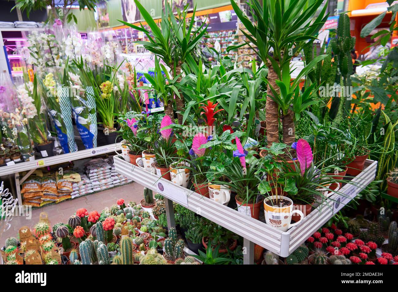 Large selection of houseplants in the store Stock Photo - Alamy