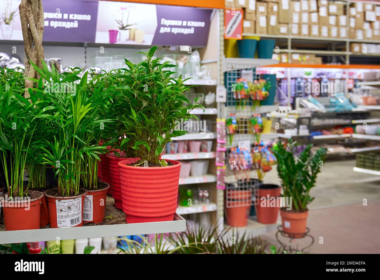 Pots with green seedlings and sprouts in a plant store Stock Photo - Alamy