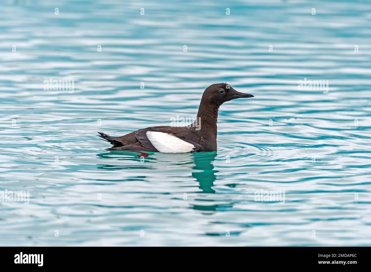 Black Guillemot in Arctic Waters at Lilliehookfjorden in the Svalbard ...