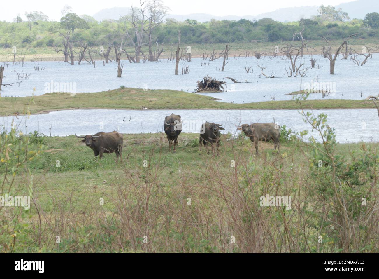 Beautiful landscape Photos in Sri Lanka Stock Photo - Alamy