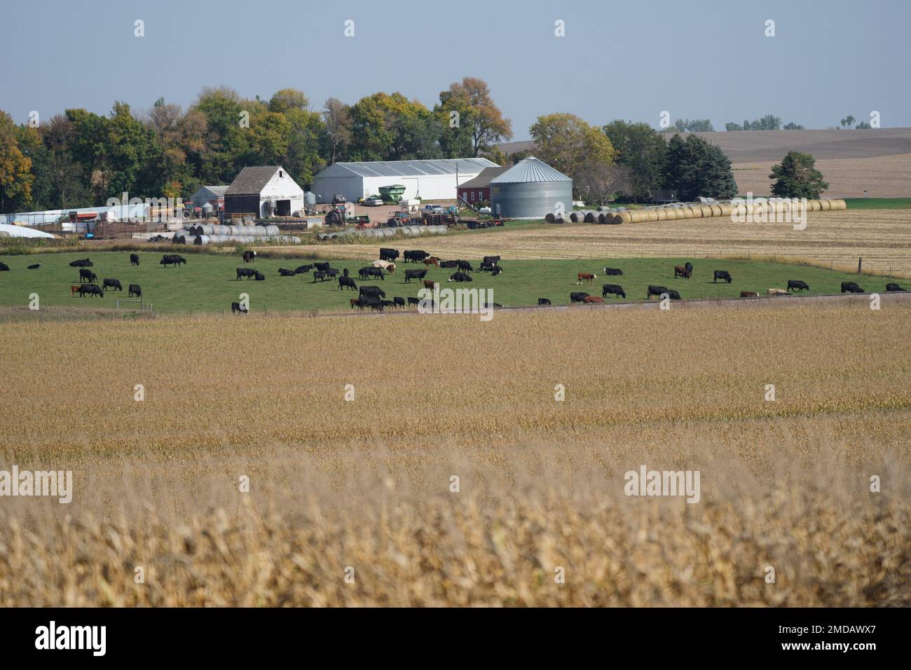 A farmstand stands amid fields of hay, corn and cattle ion this ...