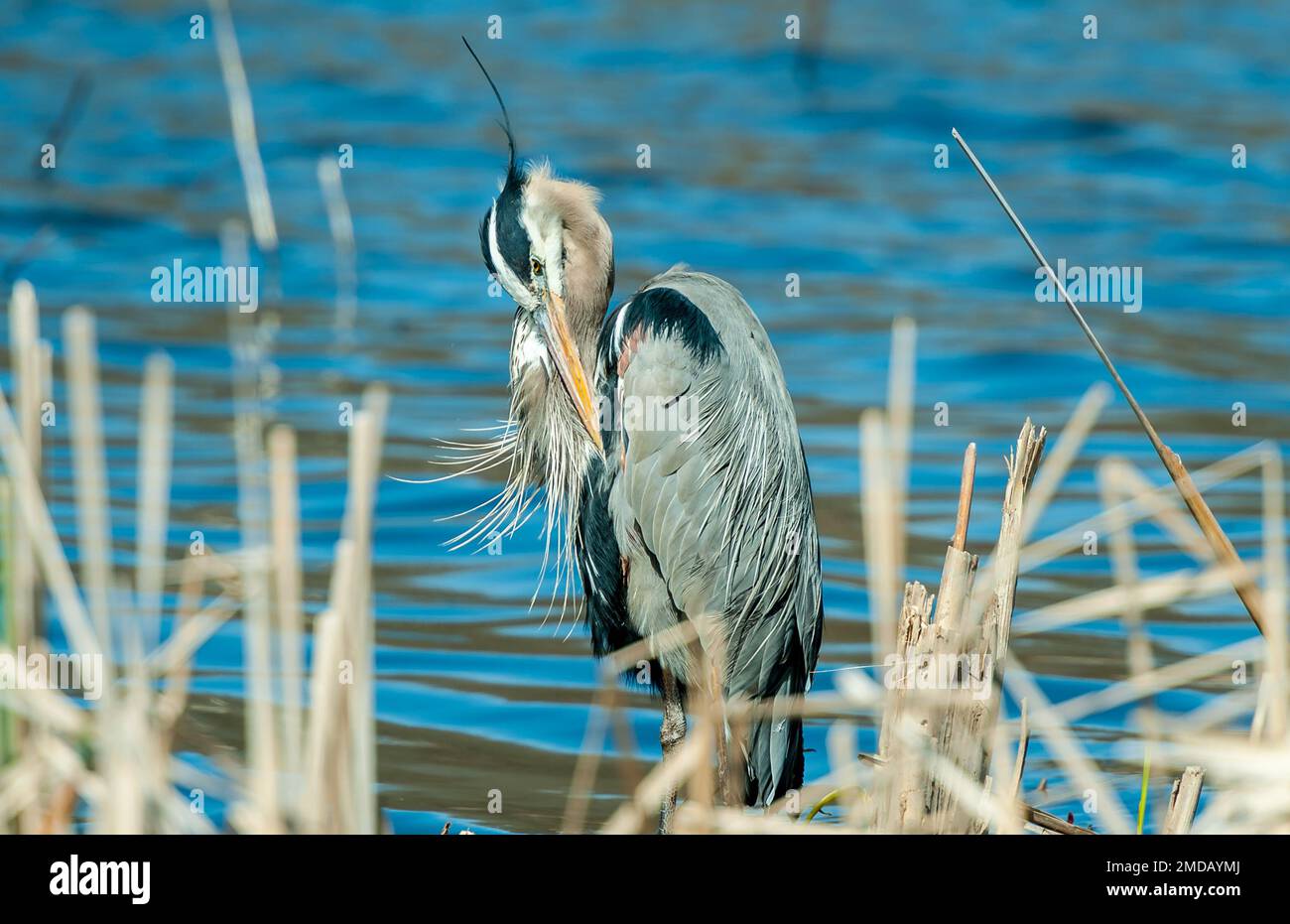 Great Blue Heron in swamp preening Stock Photo - Alamy