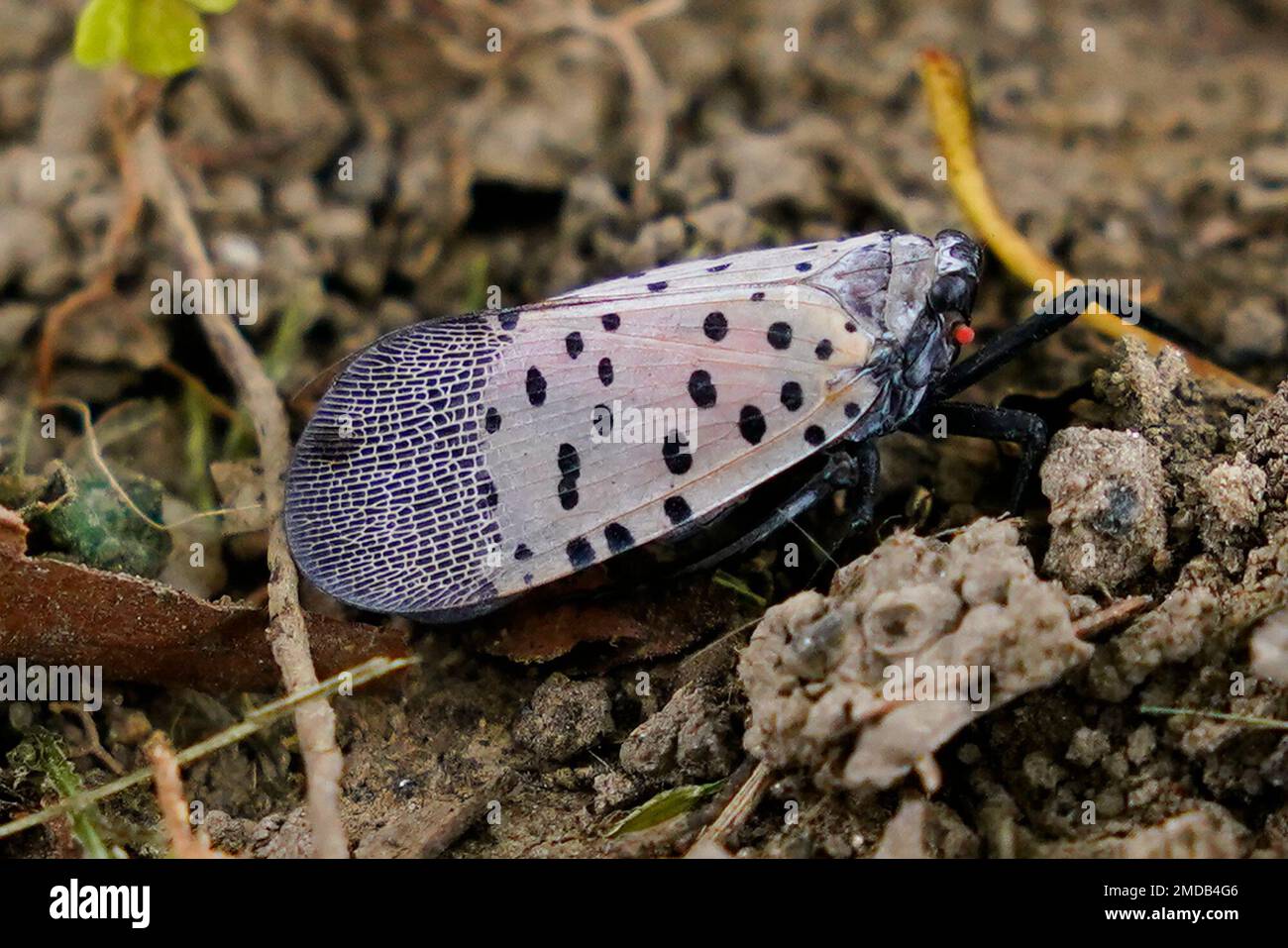 Shown is a spotted lanternfly in Philadelphia, Monday, Oct. 11, 2021 ...