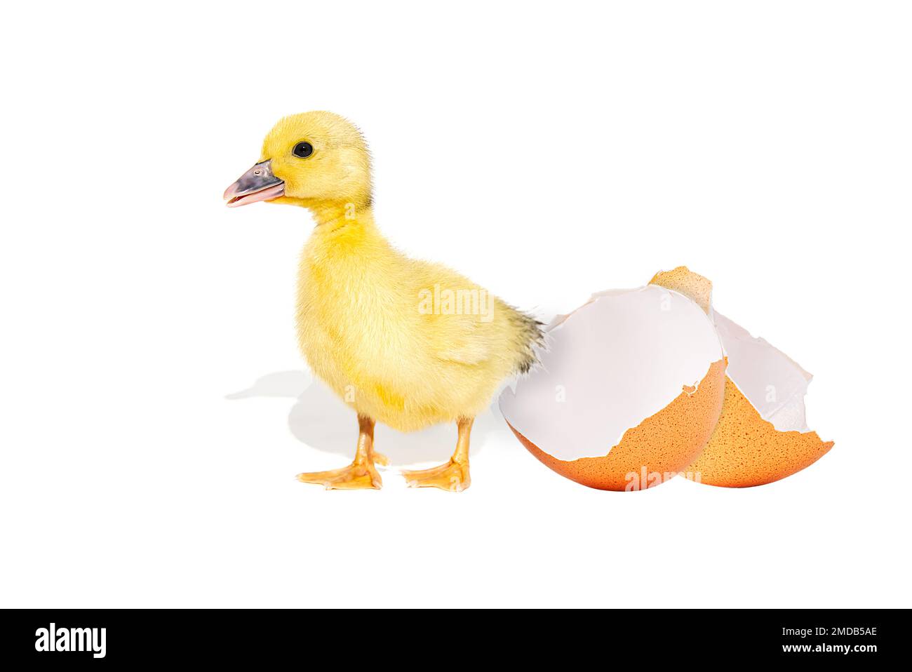 NewBorn little Cute yellow duckling with egg shell isolated on white ...