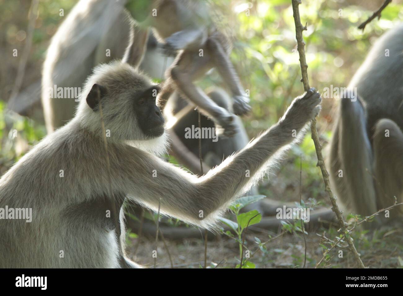 Monkeys and Grey Languor's in the forest. Sri Lanka Stock Photo - Alamy