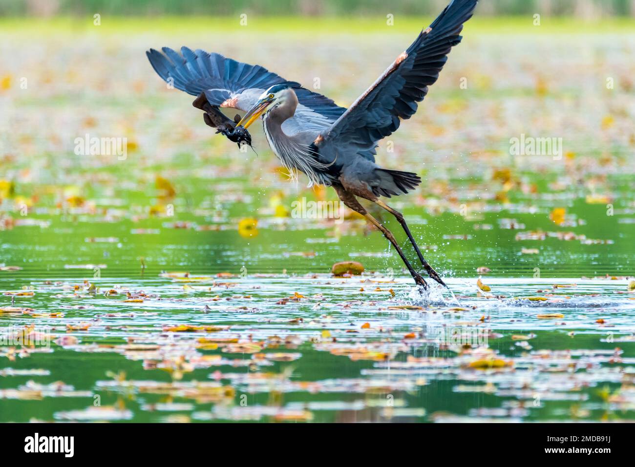 Great Blue Heron taking off from swamp with large fish in beak Stock ...
