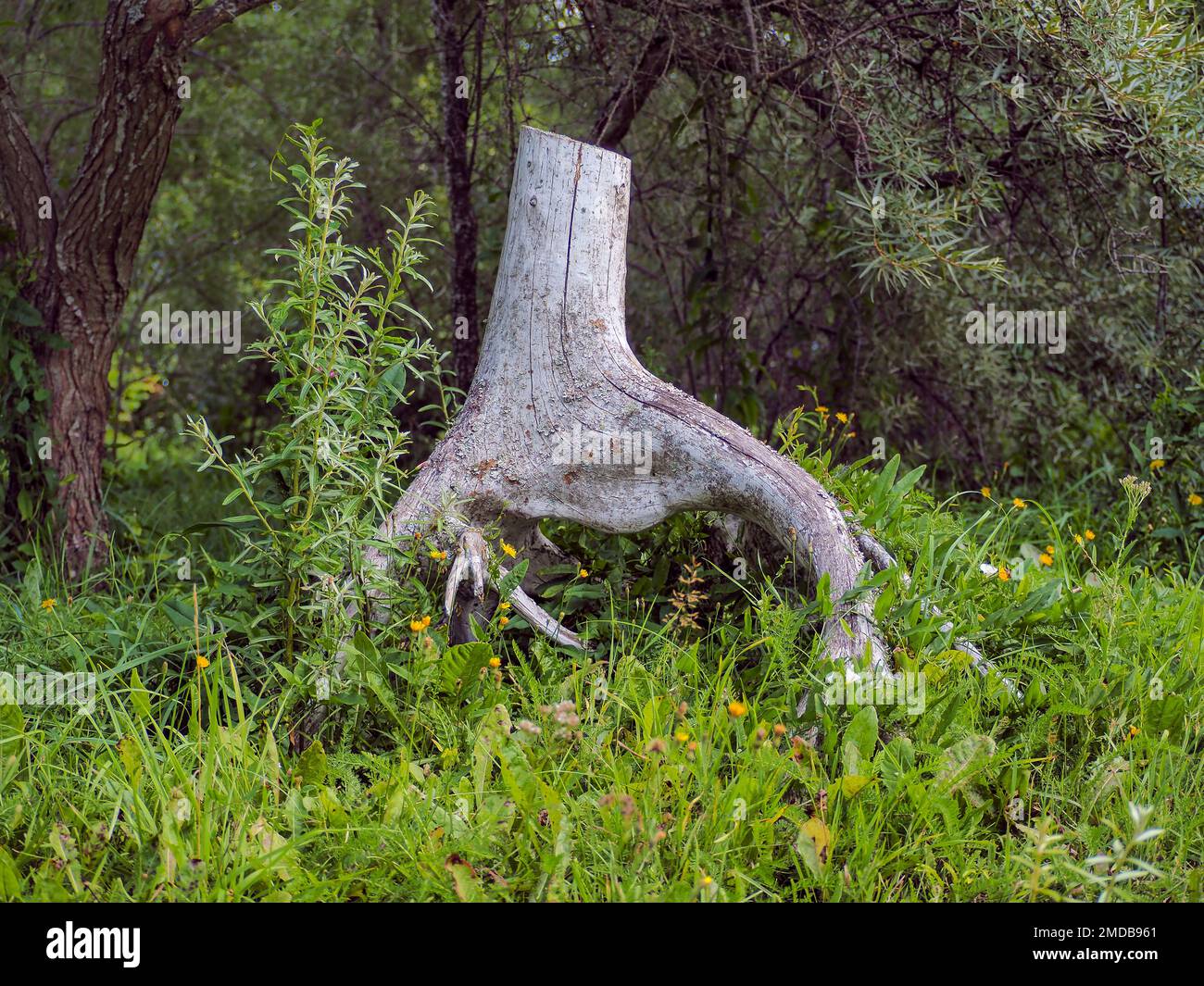 Stump dead tree in forest. interesting, beautiful. This has clipping ...