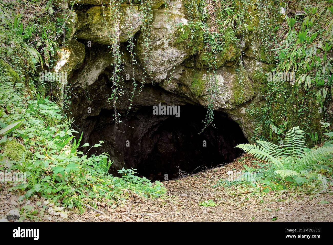 Enter to cave in green forest in National Park, Croatia Stock Photo - Alamy