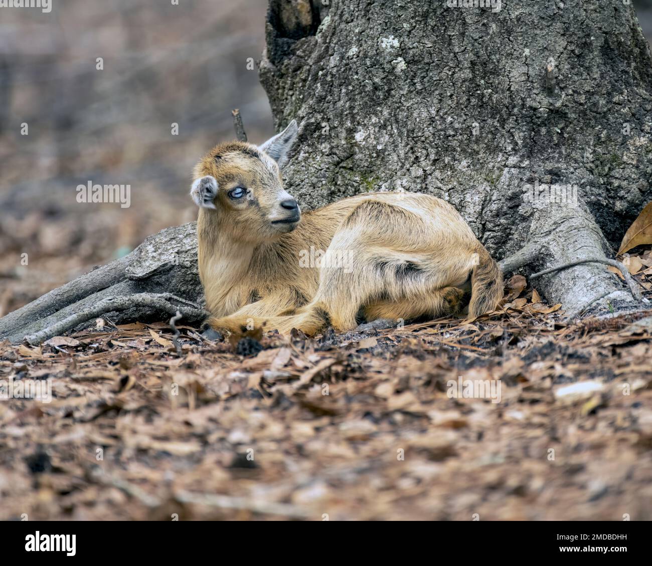 a small brown baby goat sleeping in the base of a tree Stock Photo - Alamy
