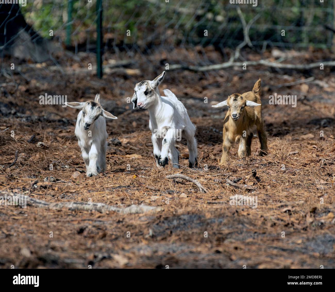 three baby goats playing on the farm Stock Photo - Alamy