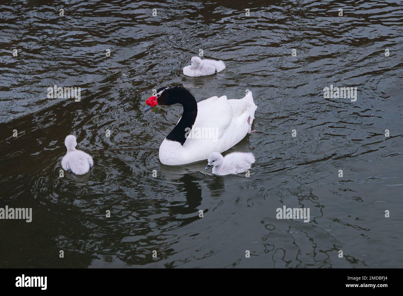 Black necked swan family . Swan with three little swans . Cygnus ...