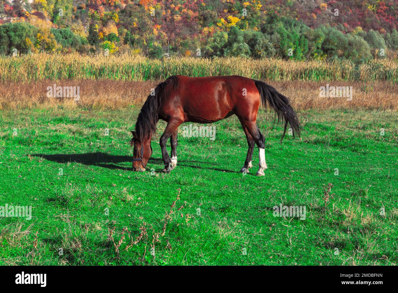 Green pasture with horse . Rustic scenery with domestic horse Stock ...
