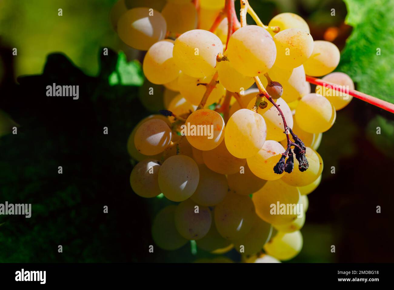 Golden sweet grape in hi-res stock photography and images - Alamy