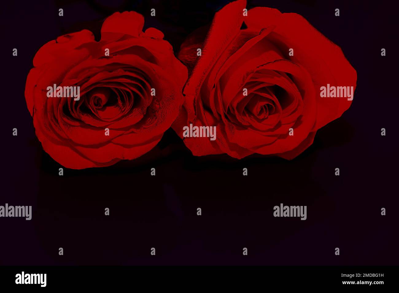 Red roses in the dark with black copy space . Flowers at darkness . Sad ...