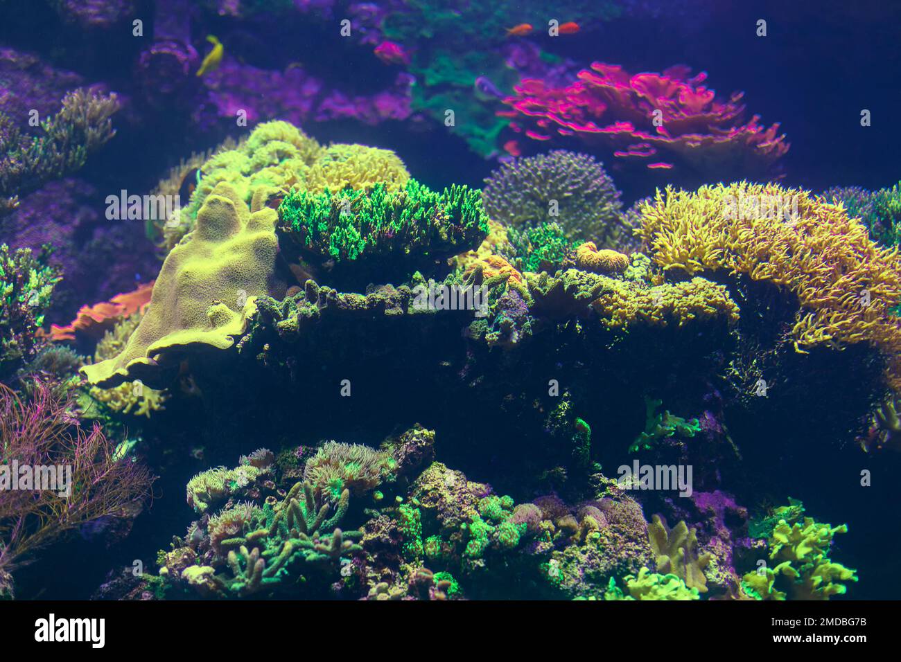 Coral underwater scene . Diving in deep tropical water Stock Photo - Alamy