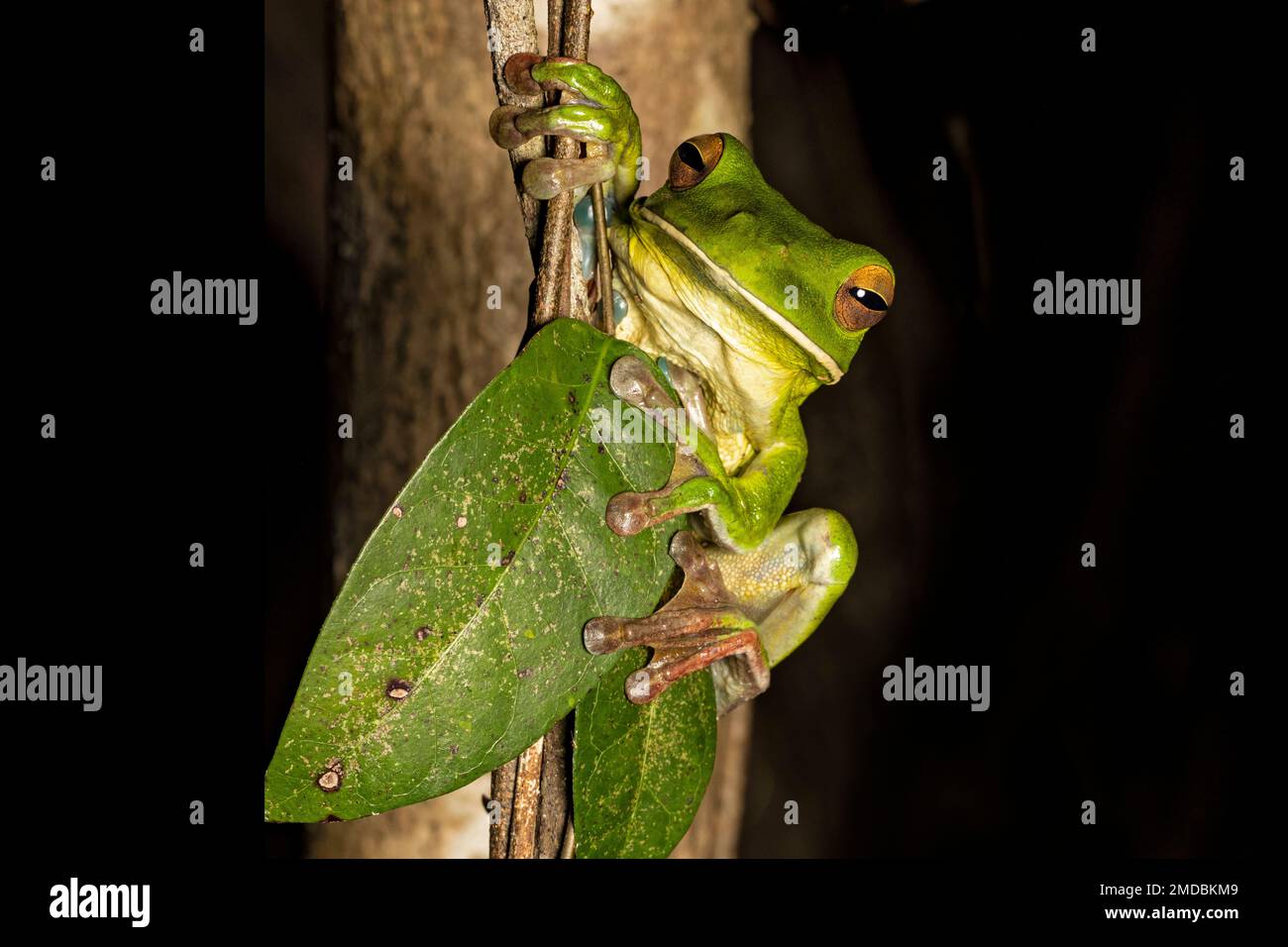 Australian White-lipped Tree Frog clinging onto vine Stock Photo - Alamy