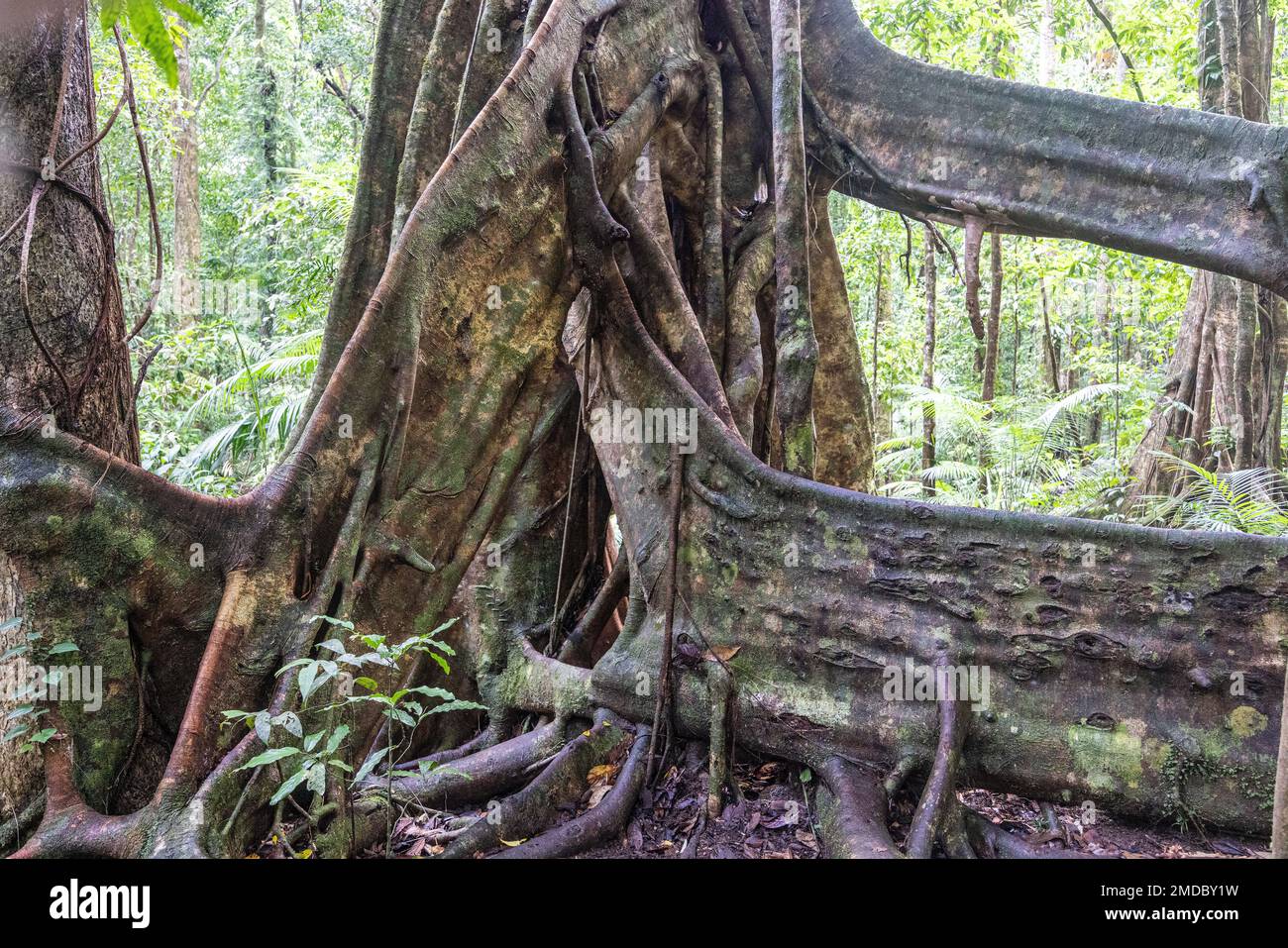Buttress Roots of large rainforest tree in Far North Queensland Stock ...
