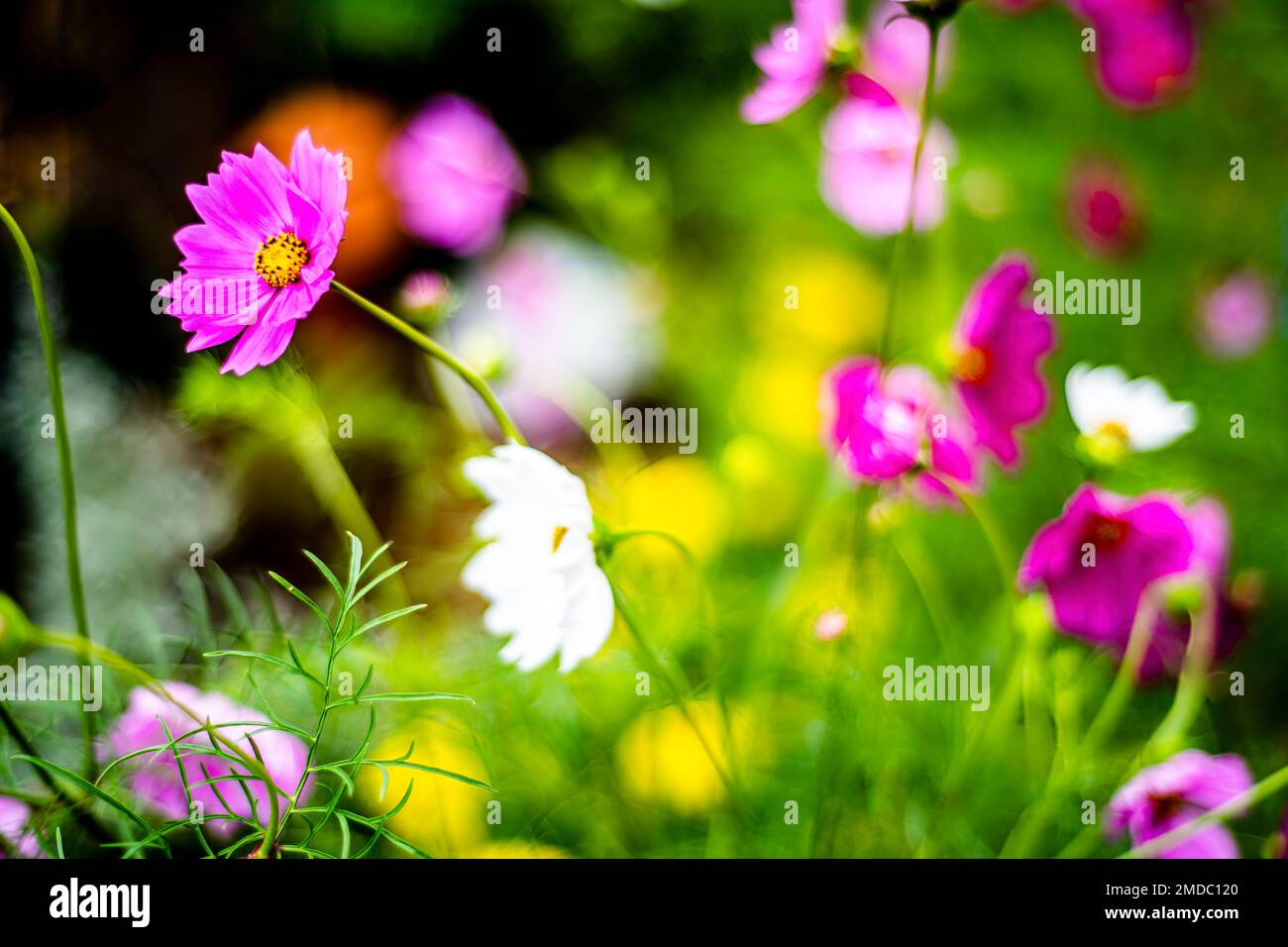 Garden flowers from Tet in Vietnam. Daisies of different colors with a ...