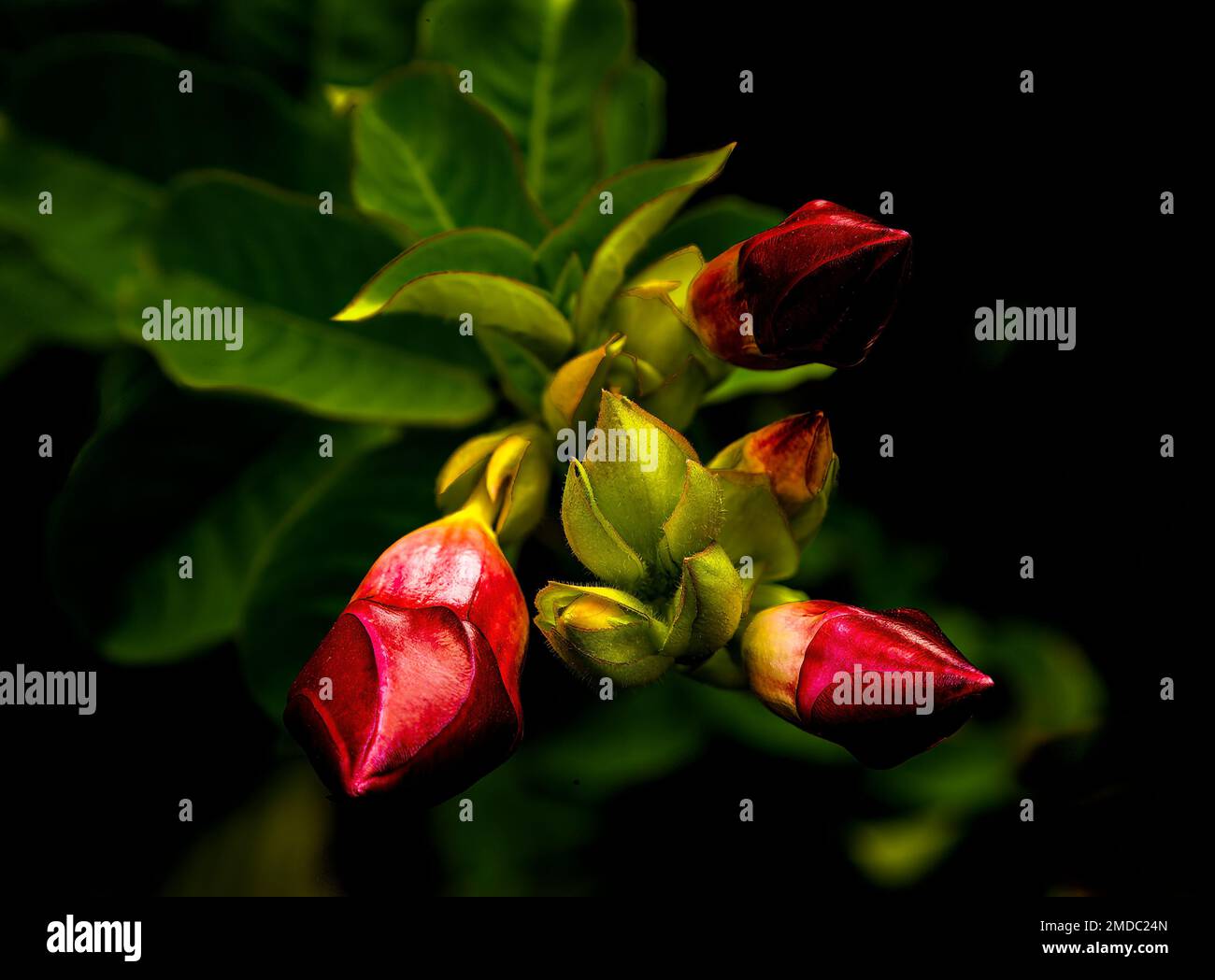 Red silk like buds close up with a deep dark green leafy background ...