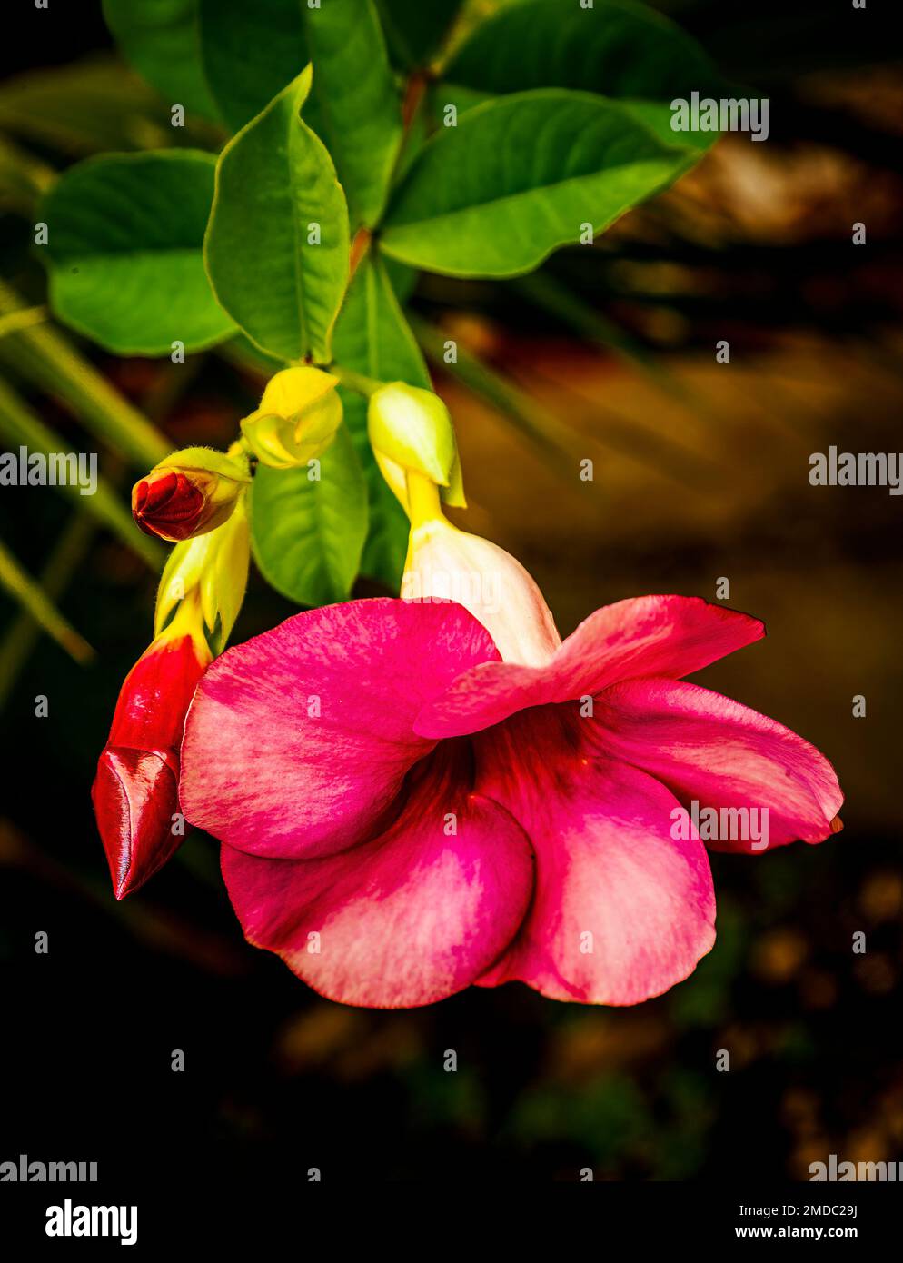 Costa ricas forest hi-res stock photography and images - Alamy