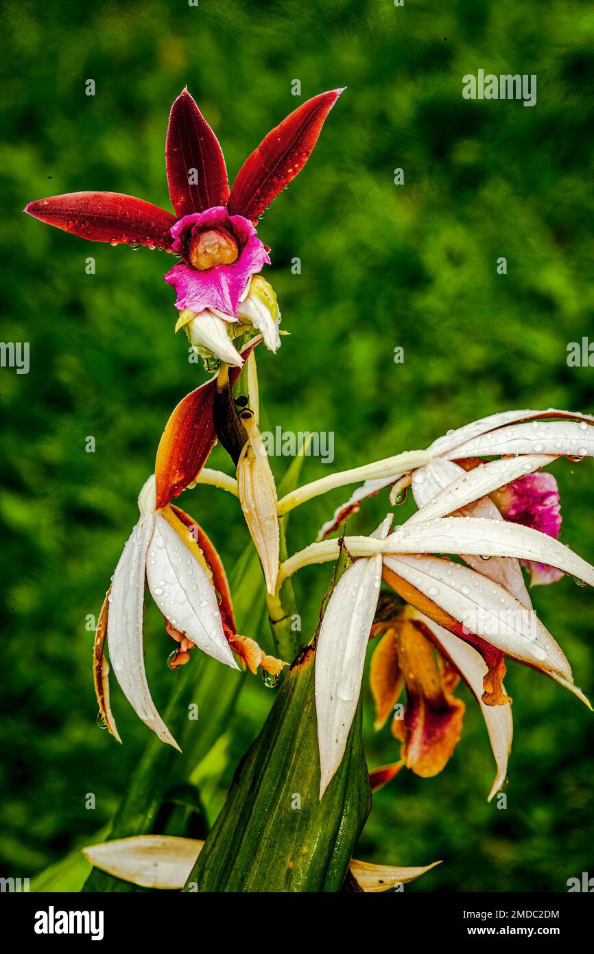 This orchid in the rain forest in Costa Rica is dripping water from the ...