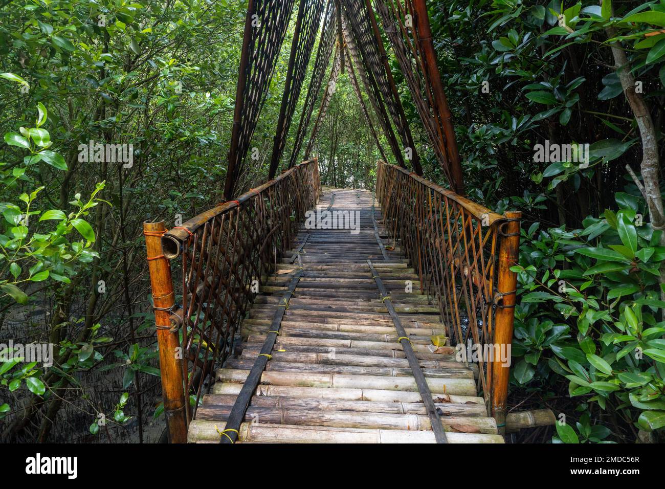 wooden bridge in the middle of mangrove beach in nature landscape Stock ...