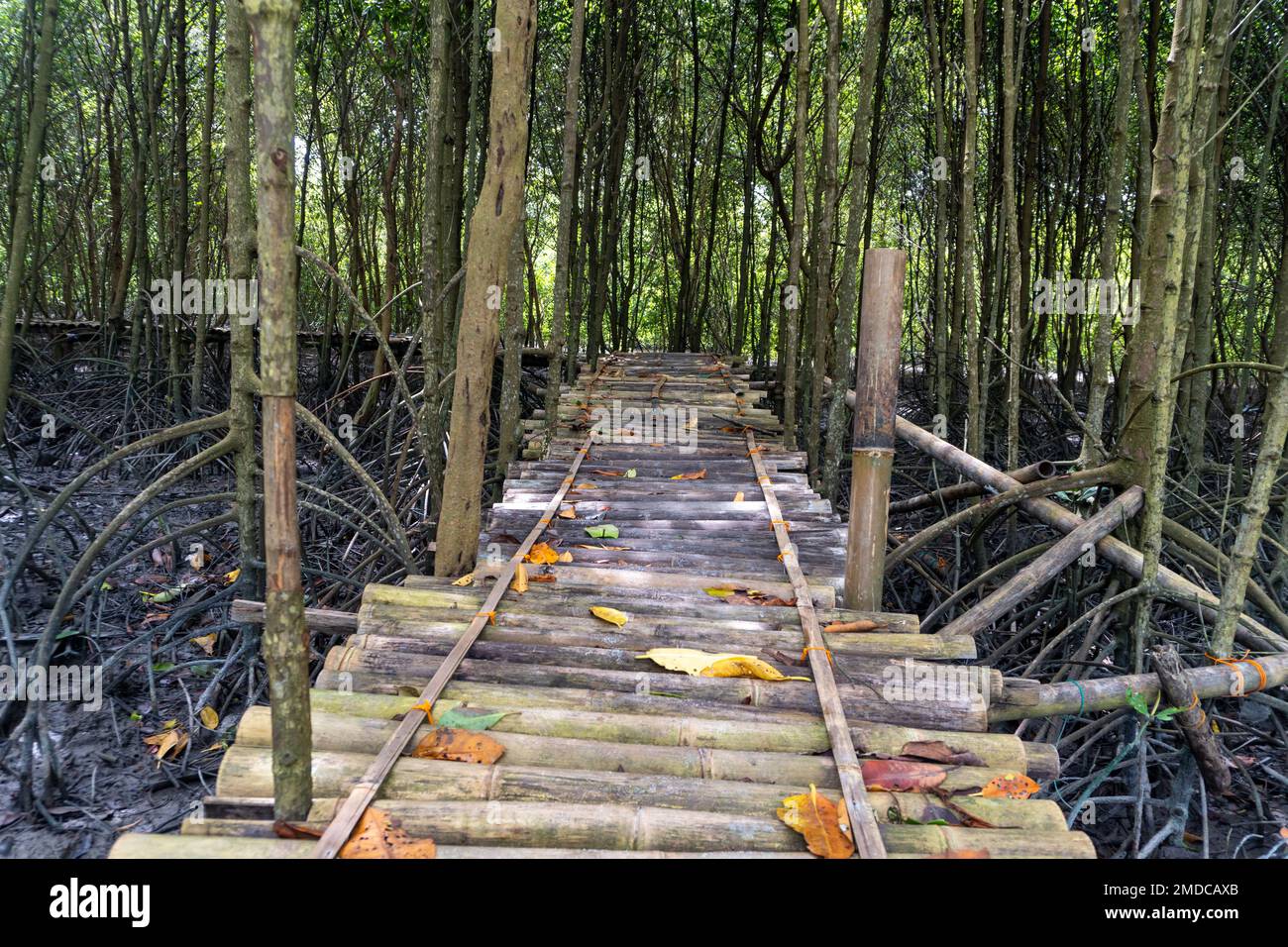 wooden bridge in the middle of mangrove beach in nature landscape Stock ...