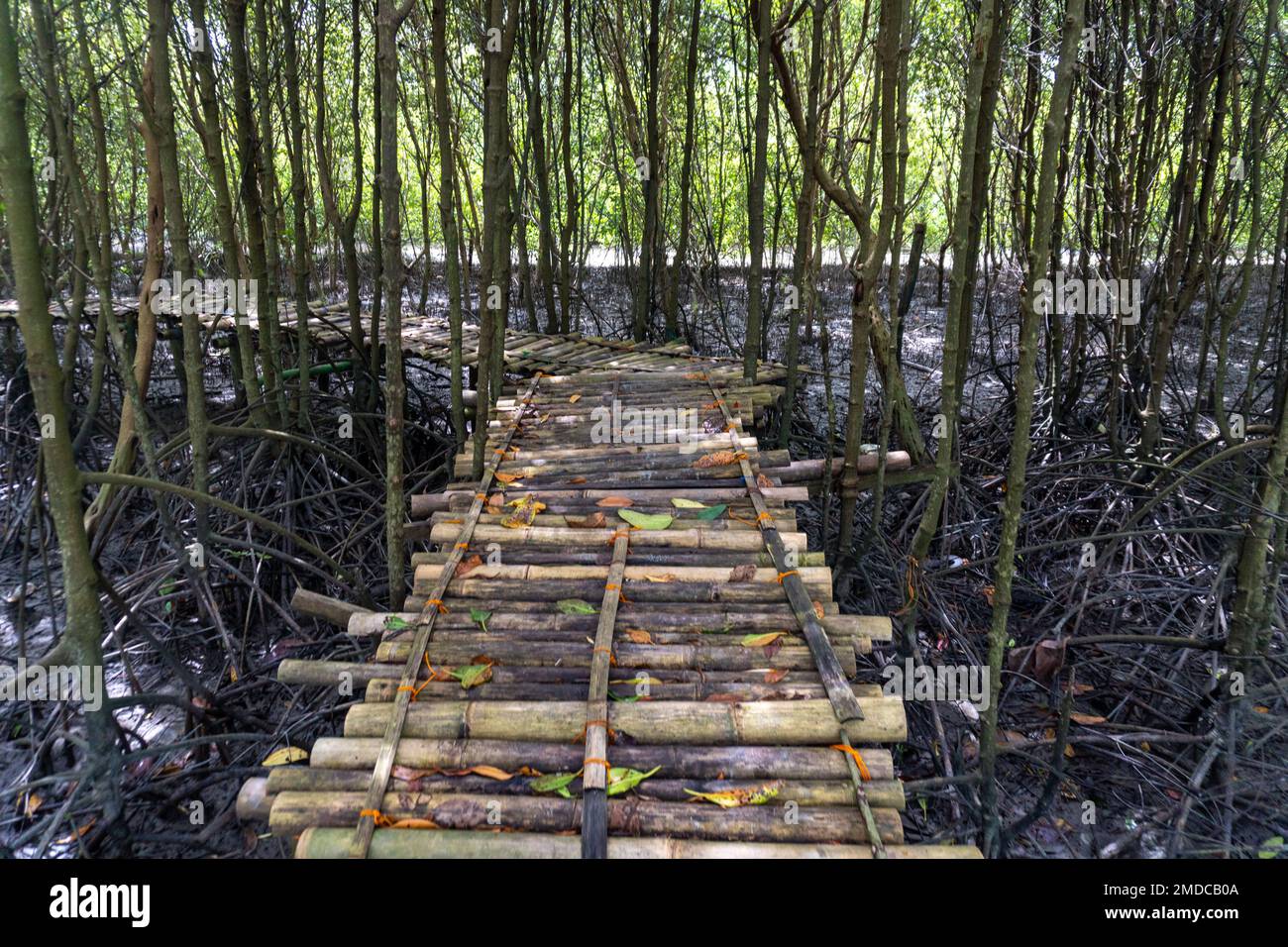wooden bridge in the middle of mangrove beach in nature landscape Stock ...