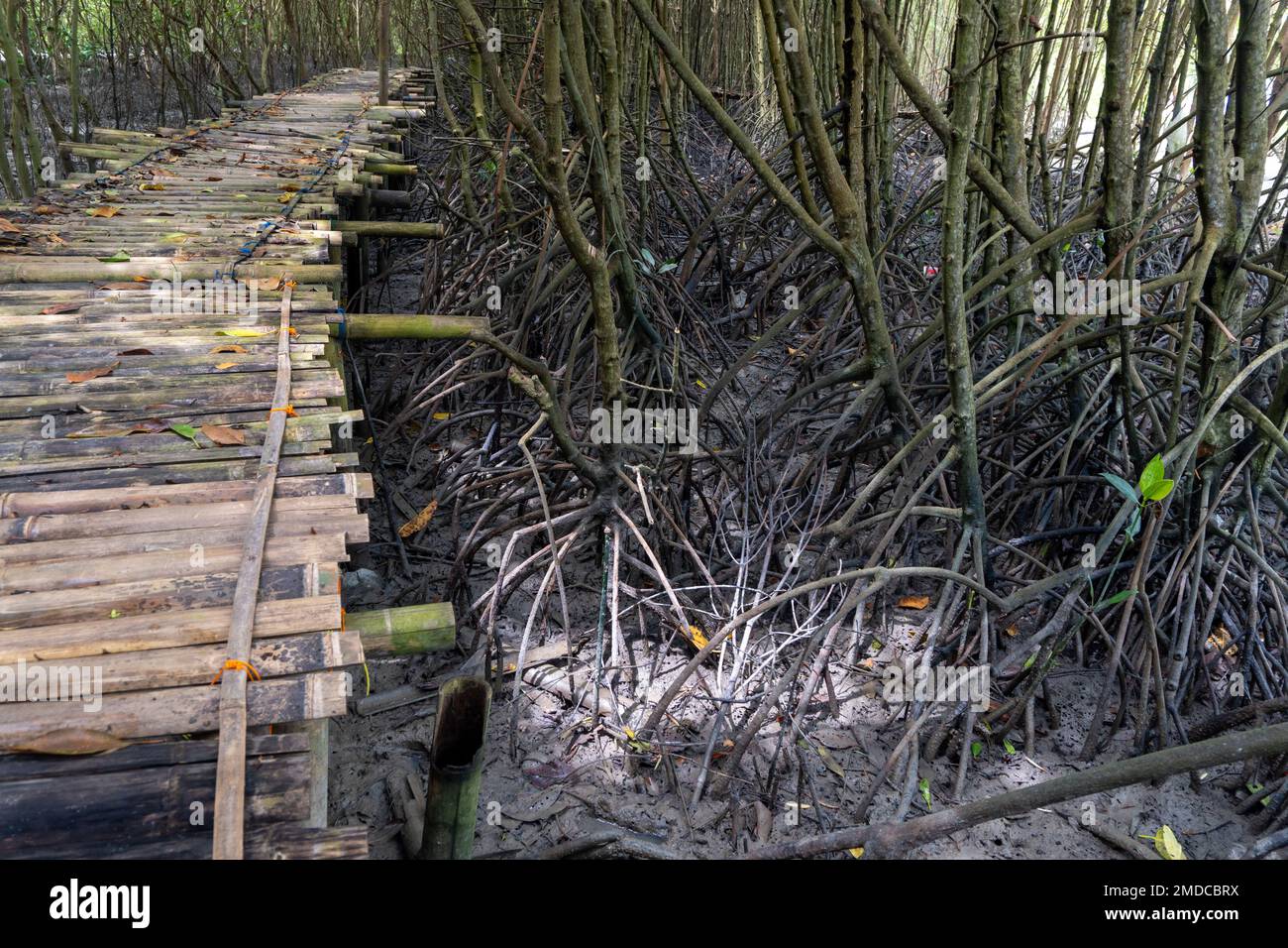wooden bridge in the middle of mangrove beach in nature landscape Stock ...