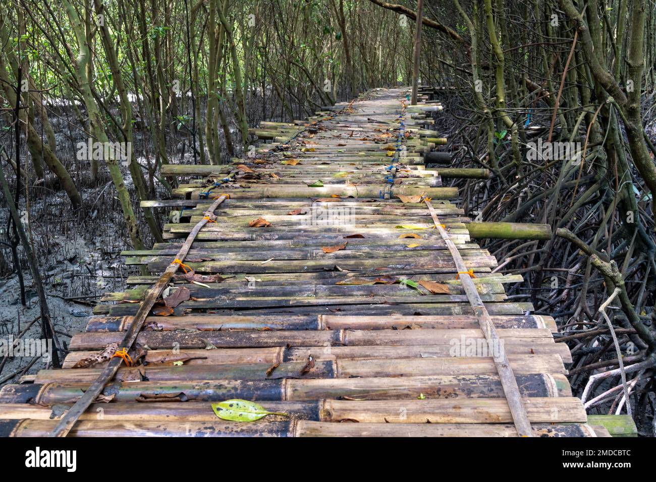 wooden bridge in the middle of mangrove beach in nature landscape Stock ...