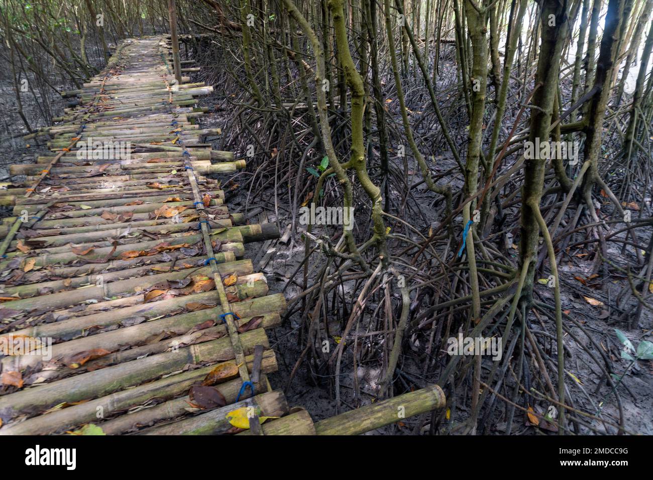 wooden bridge in the middle of mangrove beach in nature landscape Stock ...