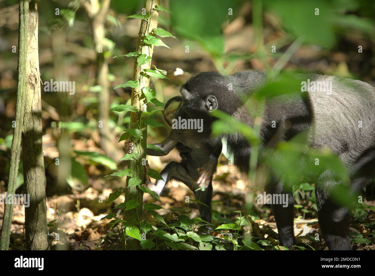 An offspring of Sulawesi black-crested macaque (Macaca nigra) is ...