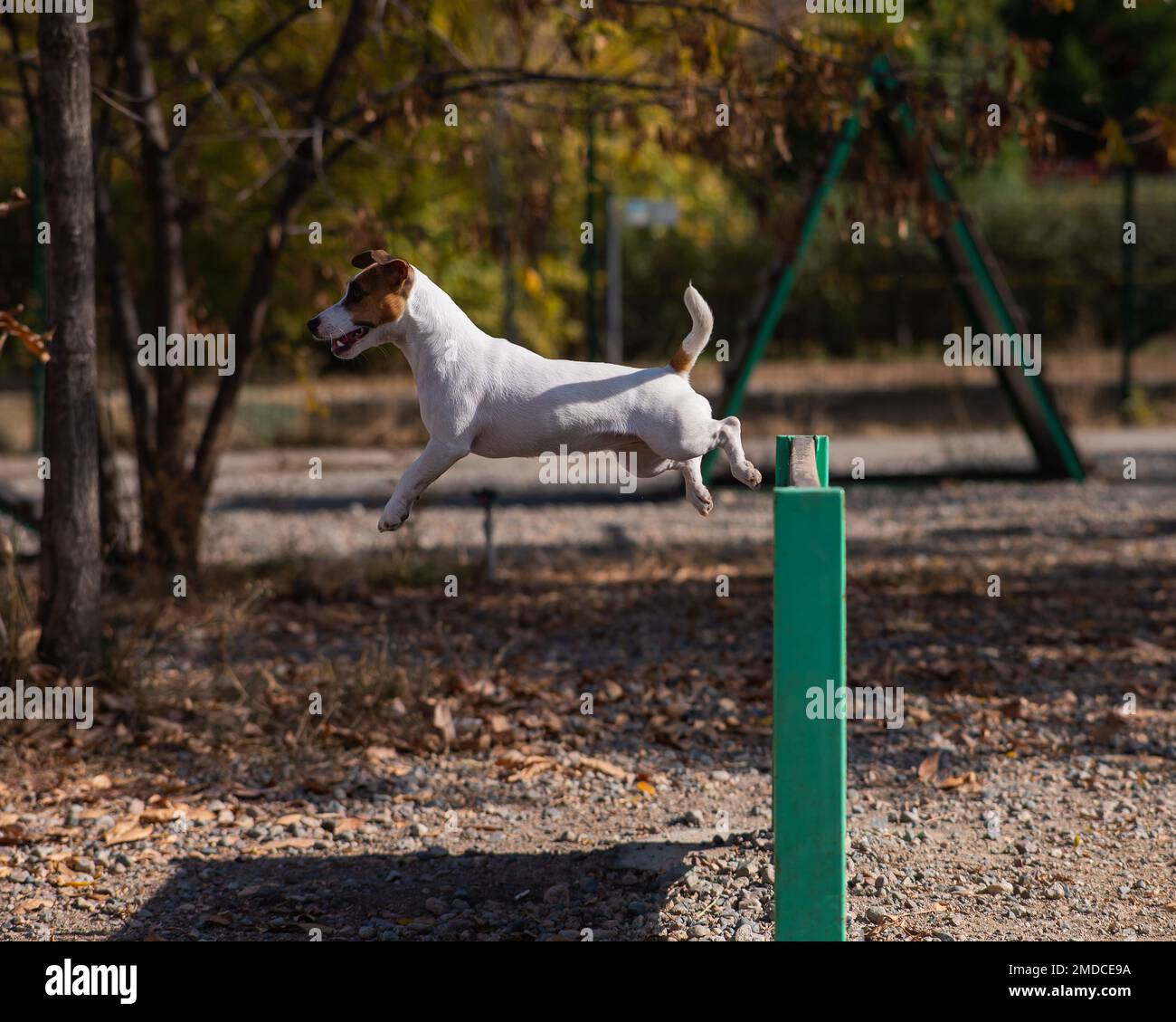 Jumping over barrier exercise hi-res stock photography and images - Alamy