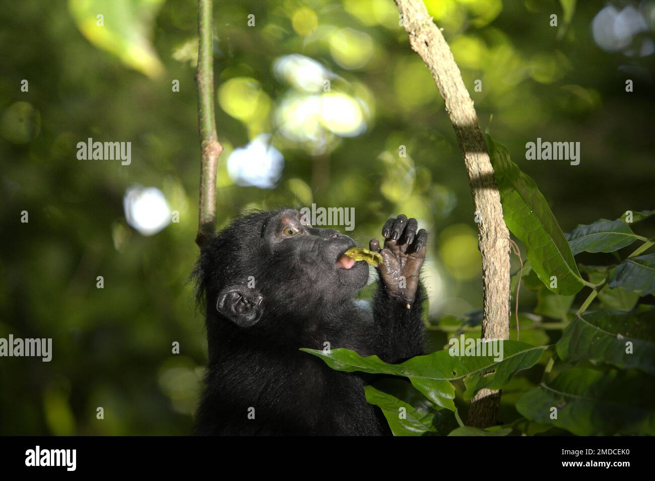 A Sulawesi black-crested macaque (Macaca nigra) infant looks up as it ...