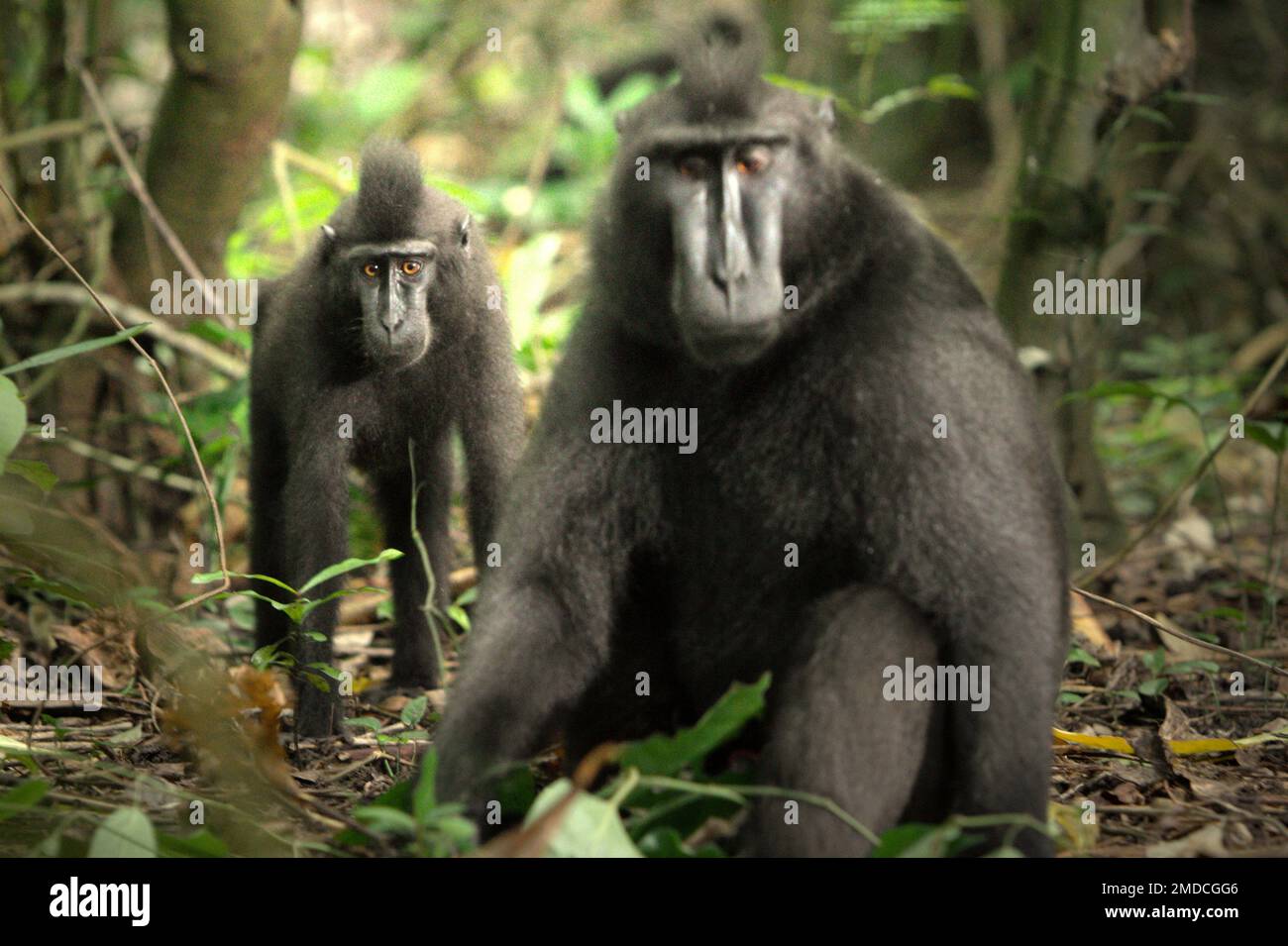 A young Sulawesi crested black macaque in a foreground of an older ...