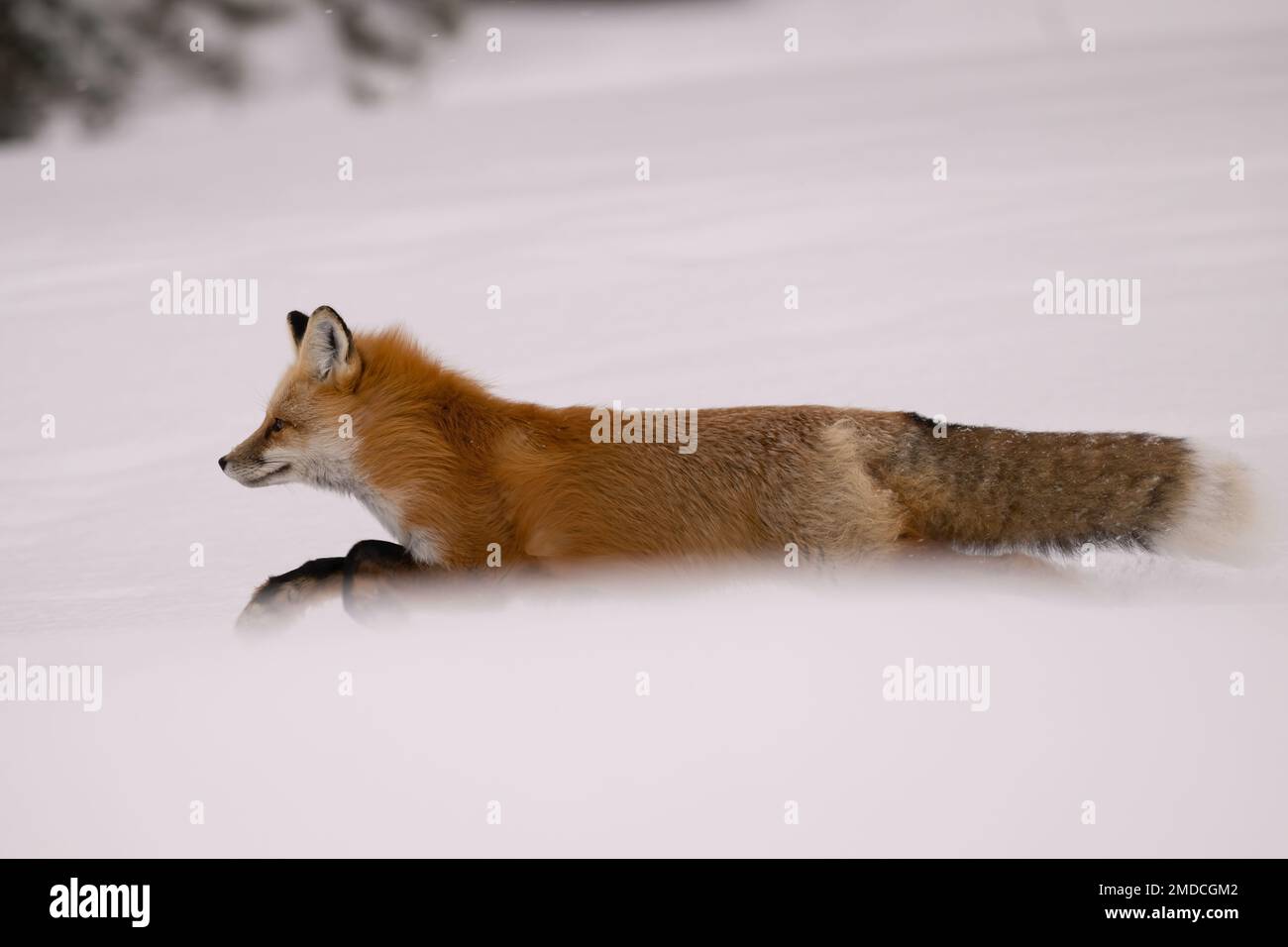 Red Fox Running Through the Snow, Yellowstone Stock Photo - Alamy