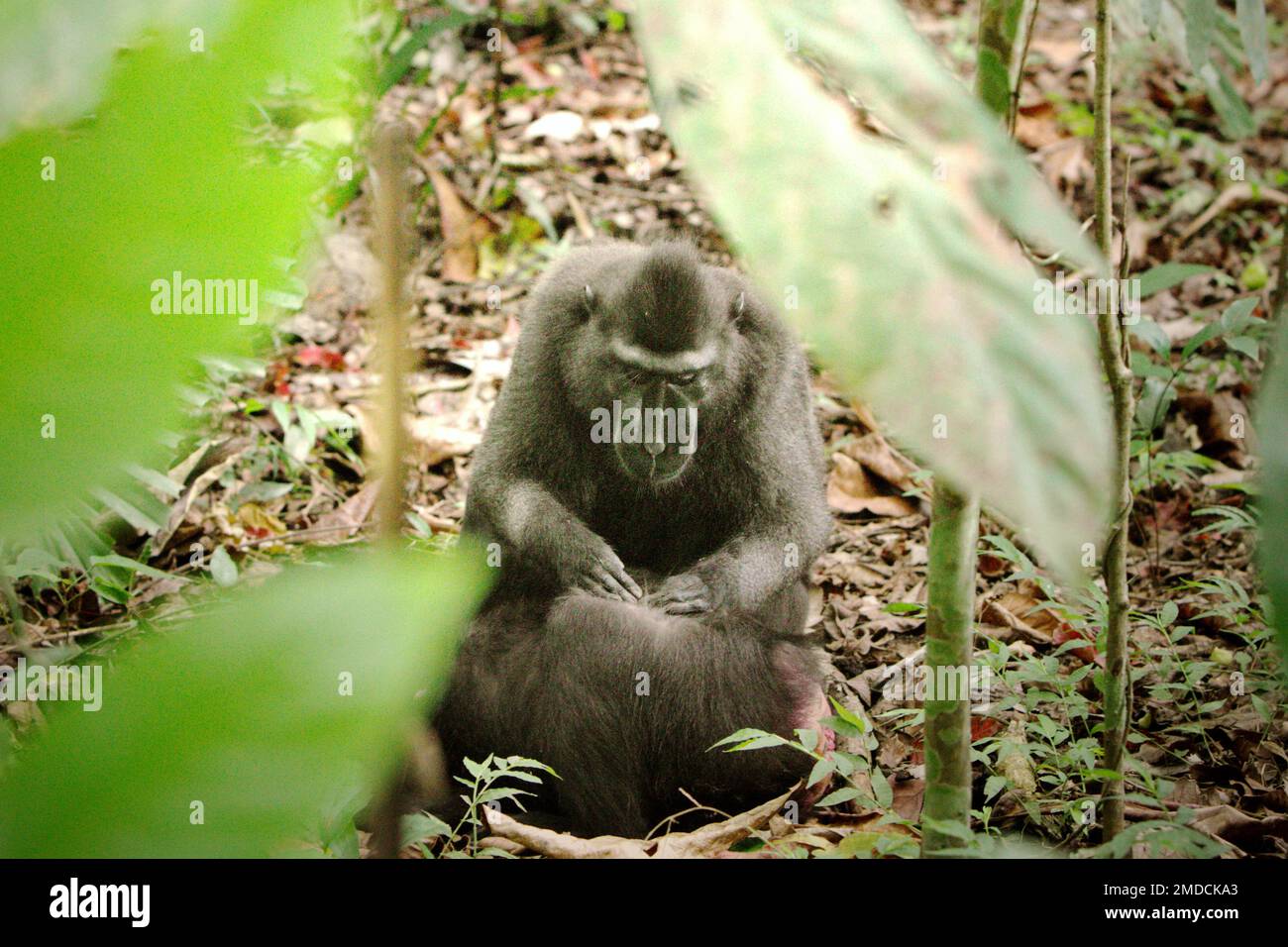 Macaque affiliative interactions hi-res stock photography and images ...