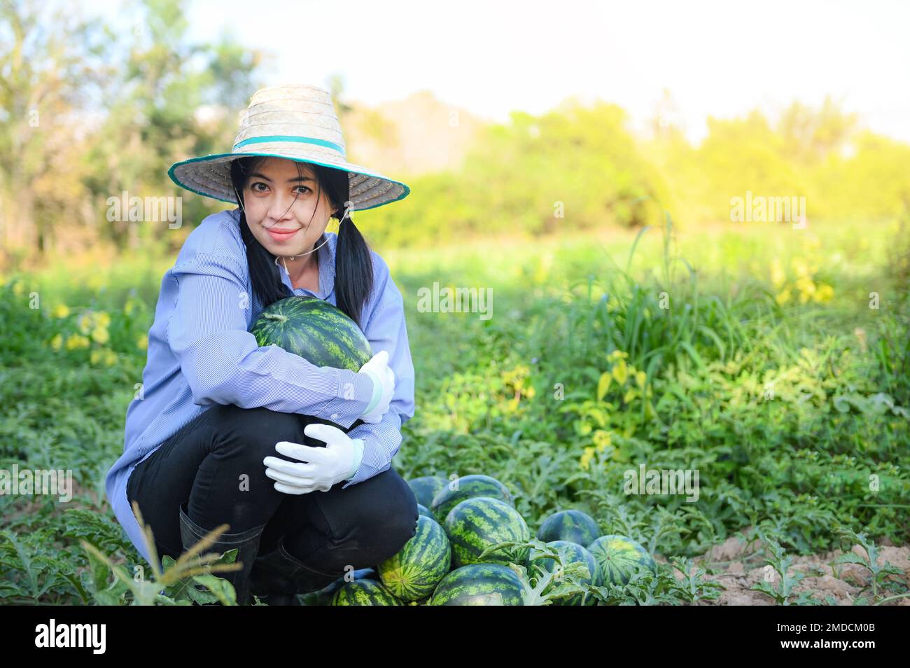 watermelon field - woman gardener farmer harvesting watermelons in the ...