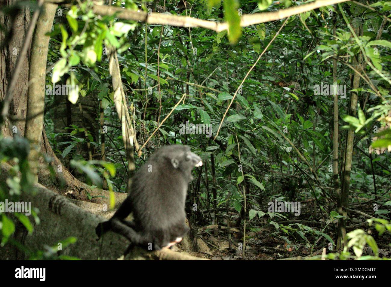 Lowland rainforest at the foot of Tangkoko mountain, in a foreground of ...