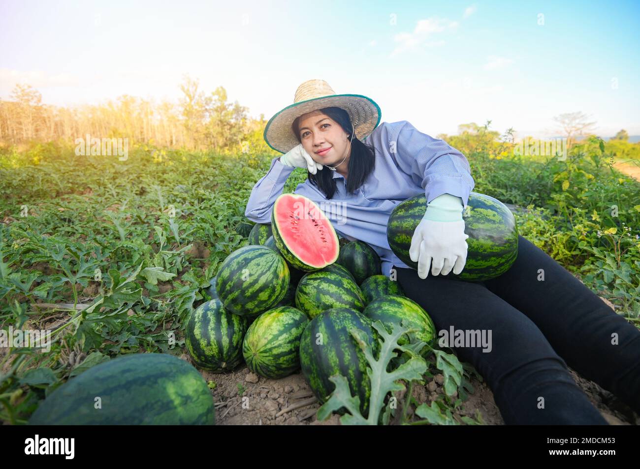 watermelon field - woman gardener farmer harvesting watermelons in the ...
