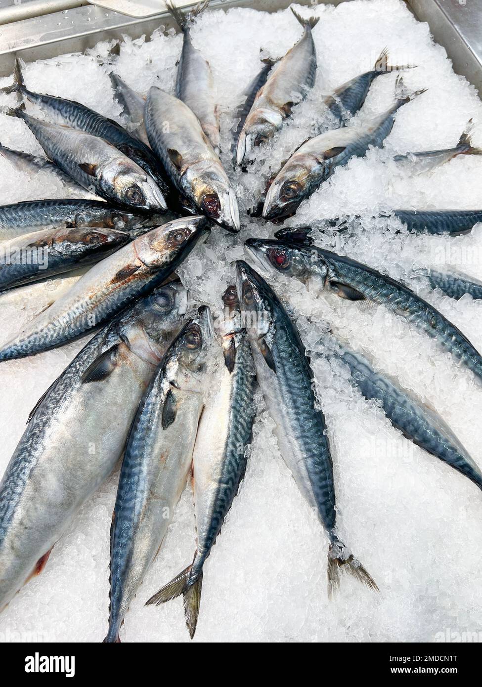 Mackerel fish on ice, Fresh raw mackerel fish for sale in the market ...
