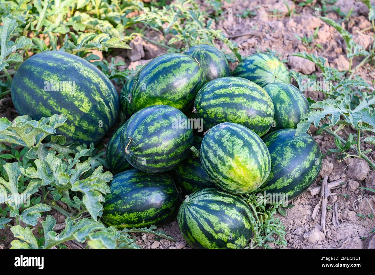 watermelon field - fresh watermelon fruit on ground agriculture garden ...