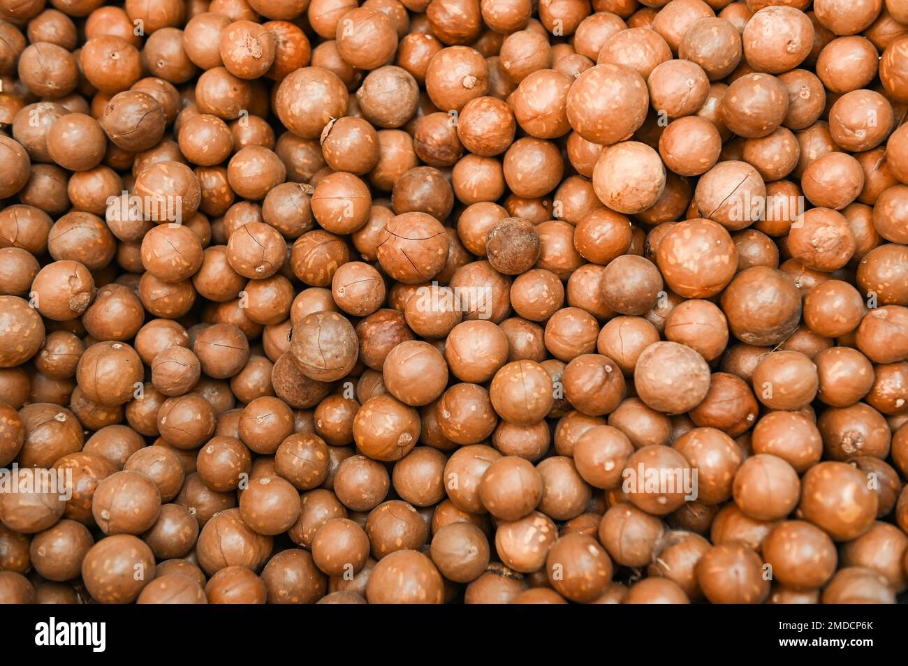 macadamia nuts texture background, fresh natural shelled raw macadamia nuts in a full frame ...