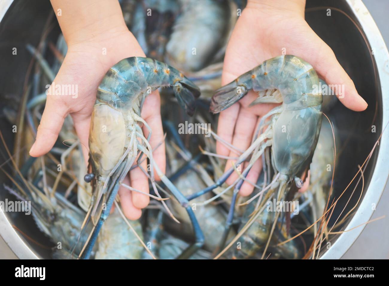 raw shrimps on hand child washing shrimp on bowl, fresh shrimp prawns ...