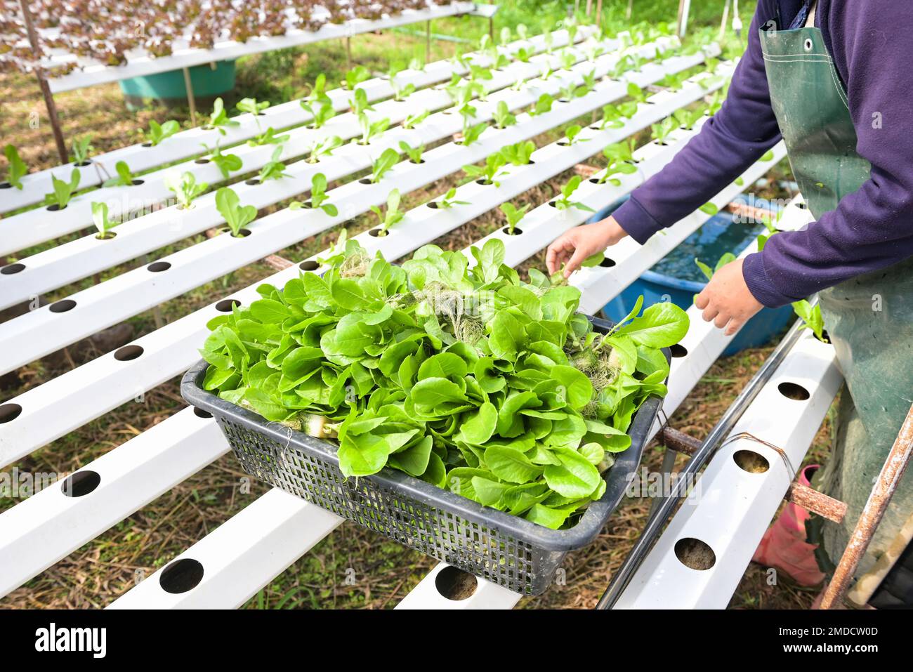 hydroponic planting in the hydroponic vegetables system on hydroponic ...