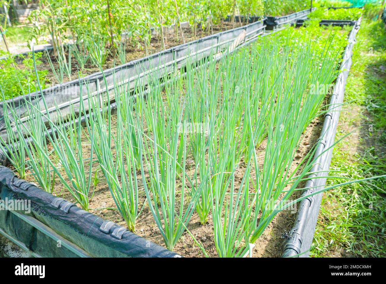 Spring onion vegetable farm soil vegetable garden, organic spring onion vegetable gardening with ...
